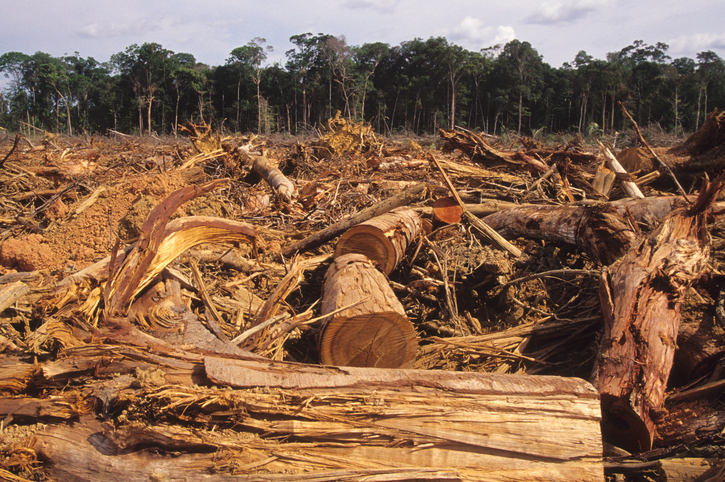 UN Tackles Deforestation in Ghana, Nigeria and Uganda - Commonwealth ...